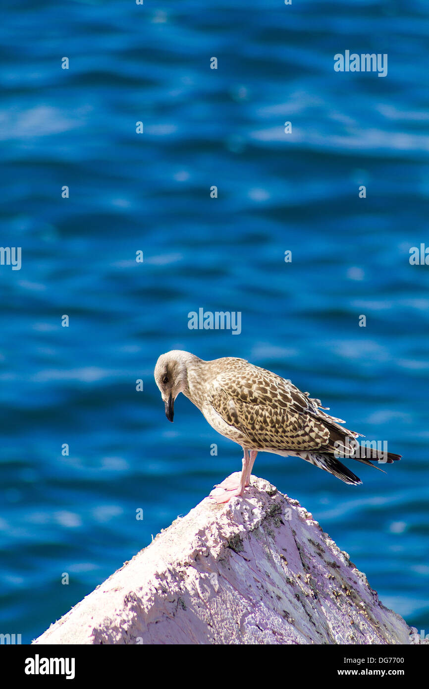 Seagull side view hi-res stock photography and images - Alamy