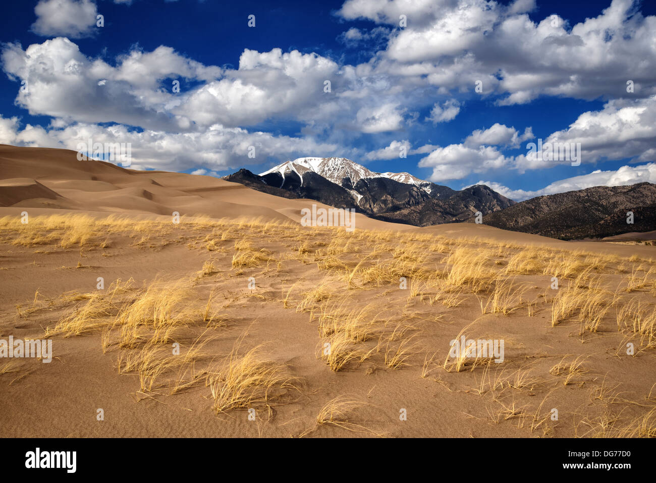 Blue skies, golden sand dunes at Great Sand Dunes National Park Stock ...