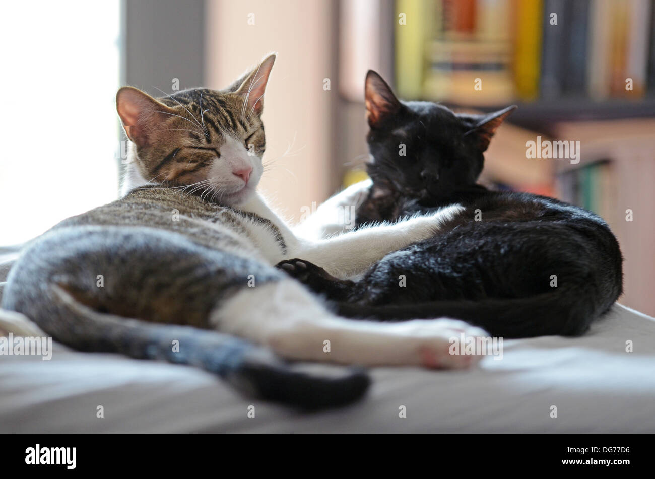 Two cats playing, cleaning and interacting at home Stock Photo - Alamy