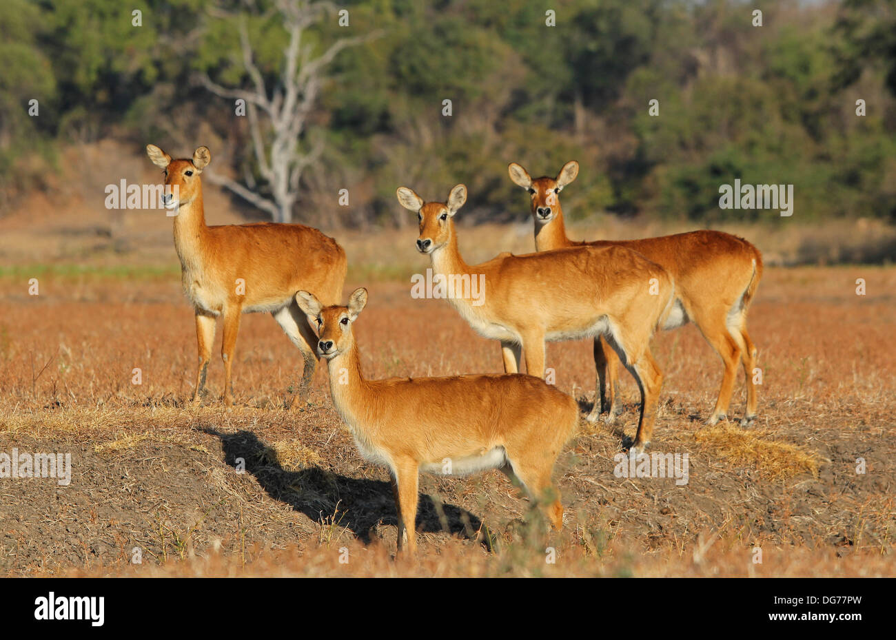 Animal puku wildlife hi-res stock photography and images - Alamy