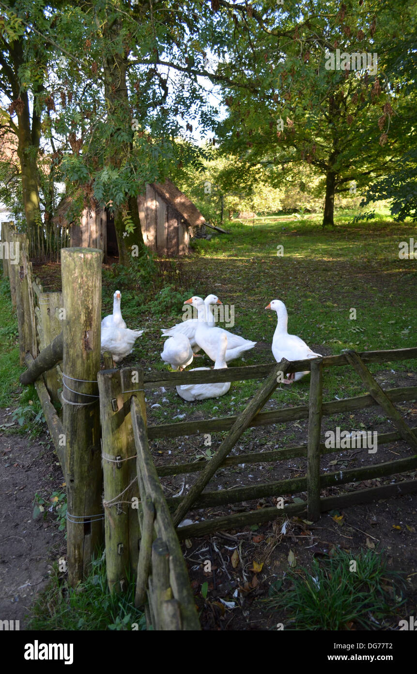 Farmyard scene with geese Stock Photo - Alamy