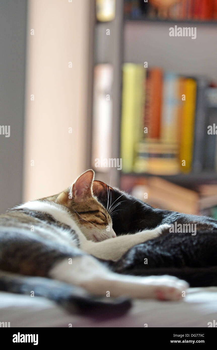 Two cats playing, cleaning and interacting at home Stock Photo - Alamy