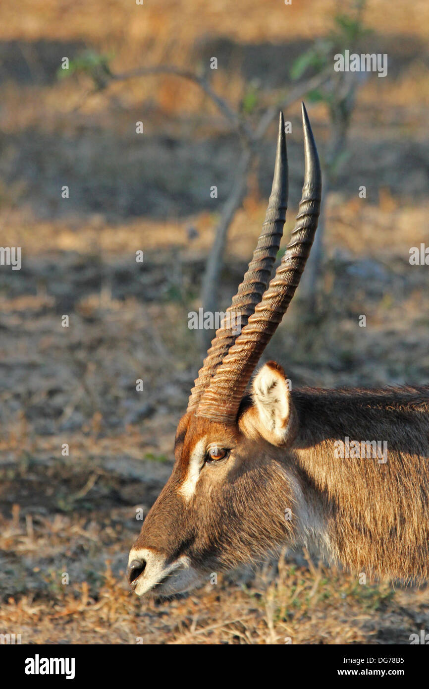 Waterbuck Head High Resolution Stock Photography and Images - Alamy