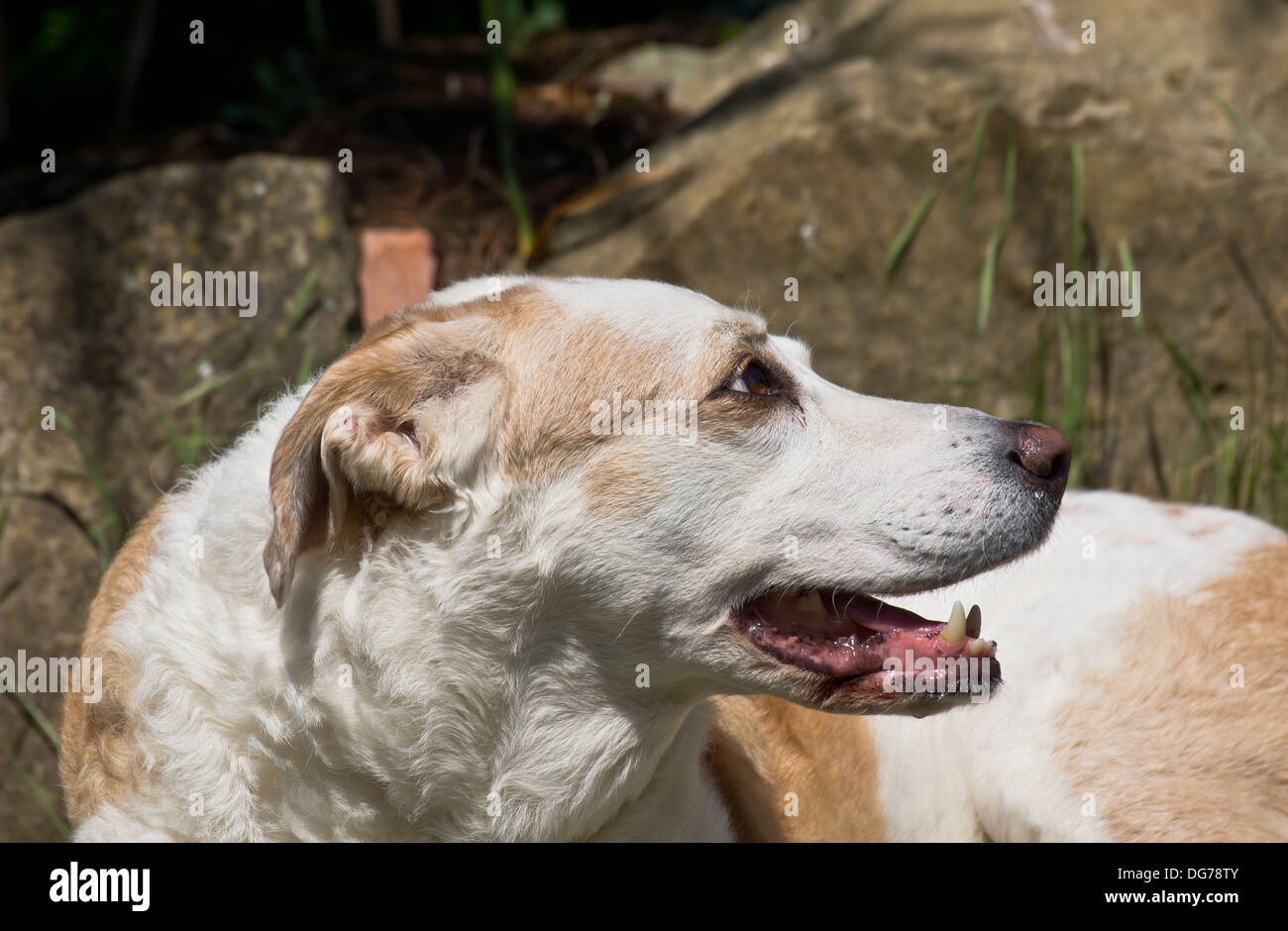 Mix Breed Stock Photos & Mix Breed Stock Images - Alamy