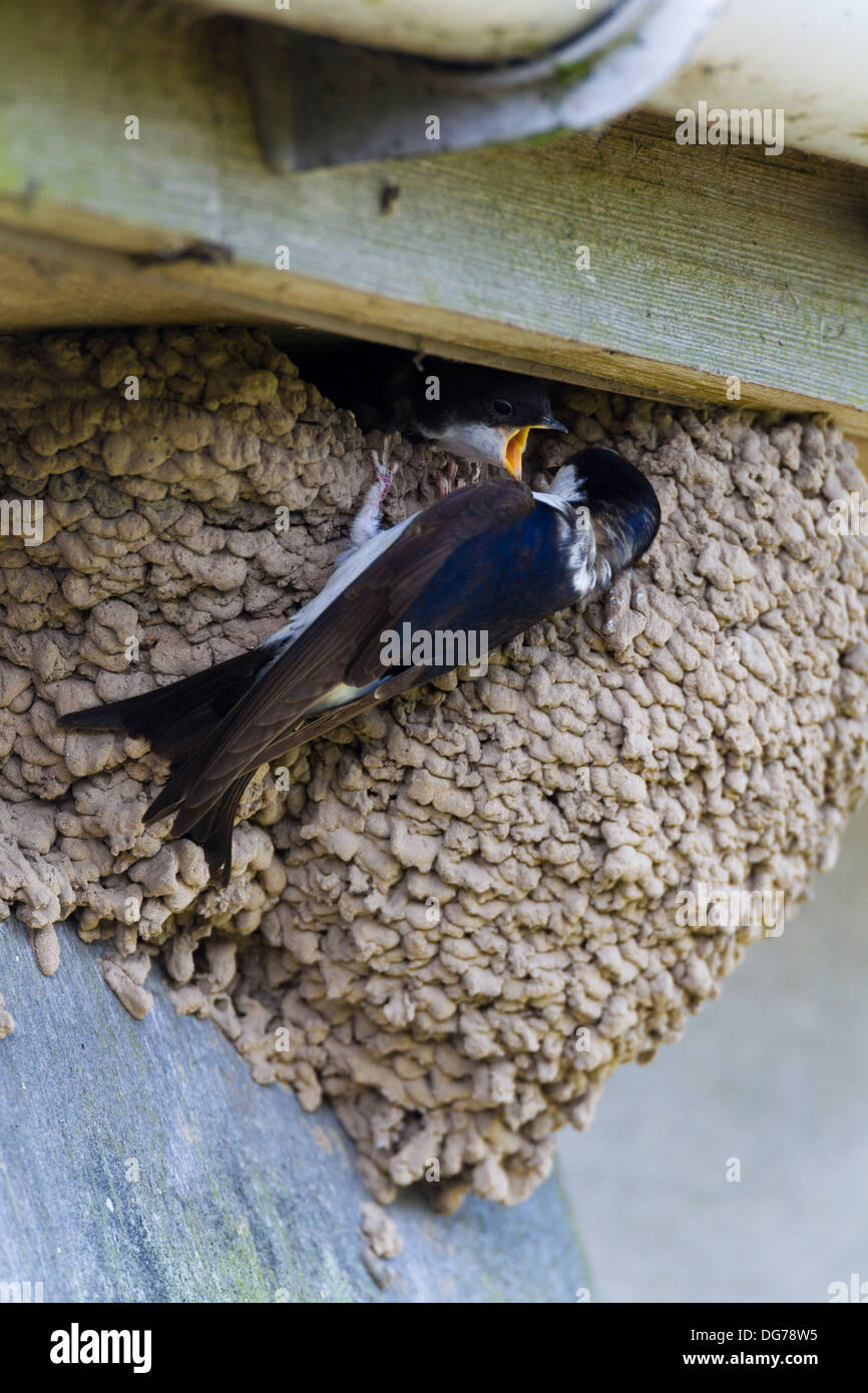 House martin chick nest hi-res stock photography and images - Alamy