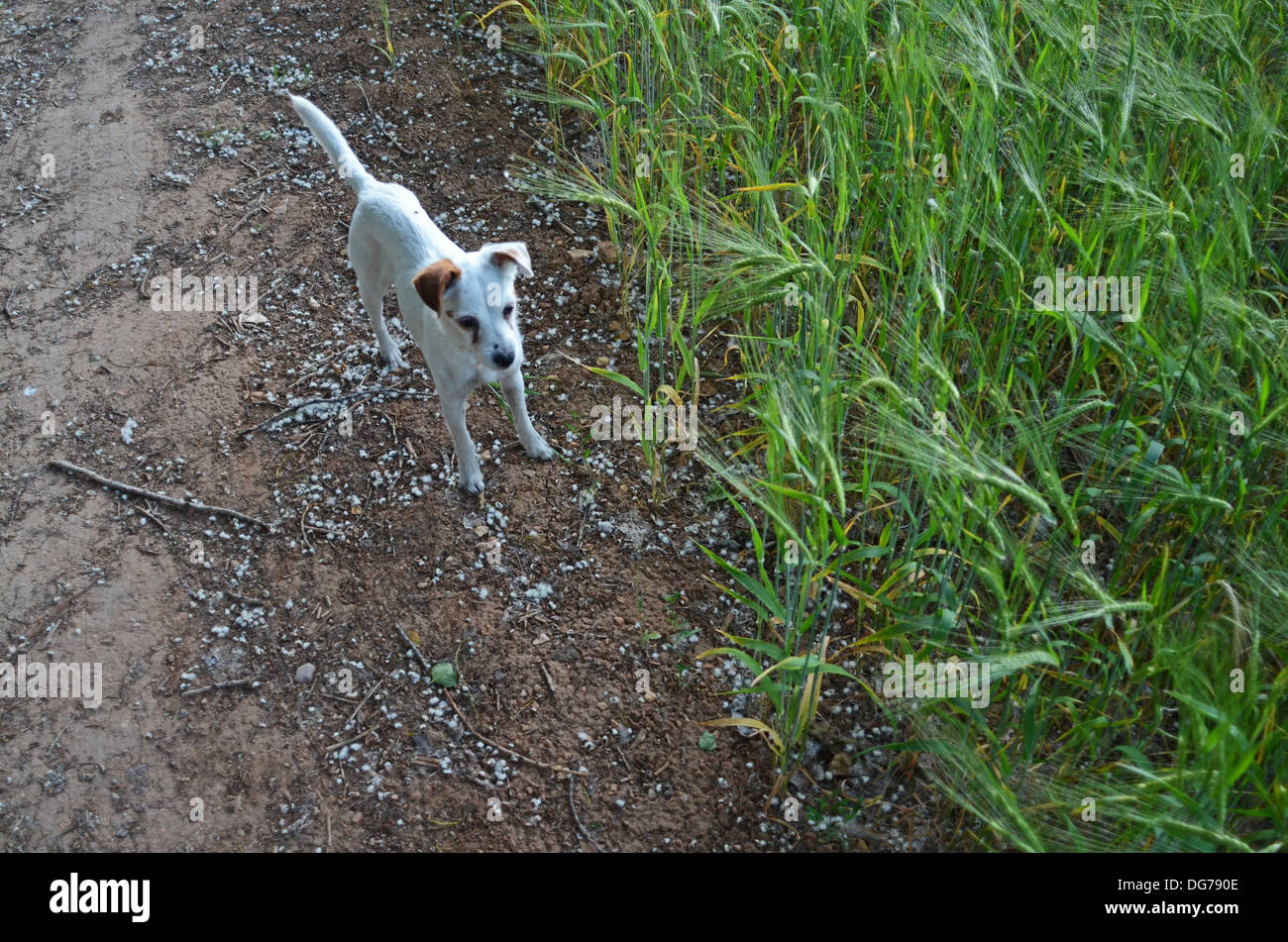 Cute small white dog in nature Stock Photo - Alamy