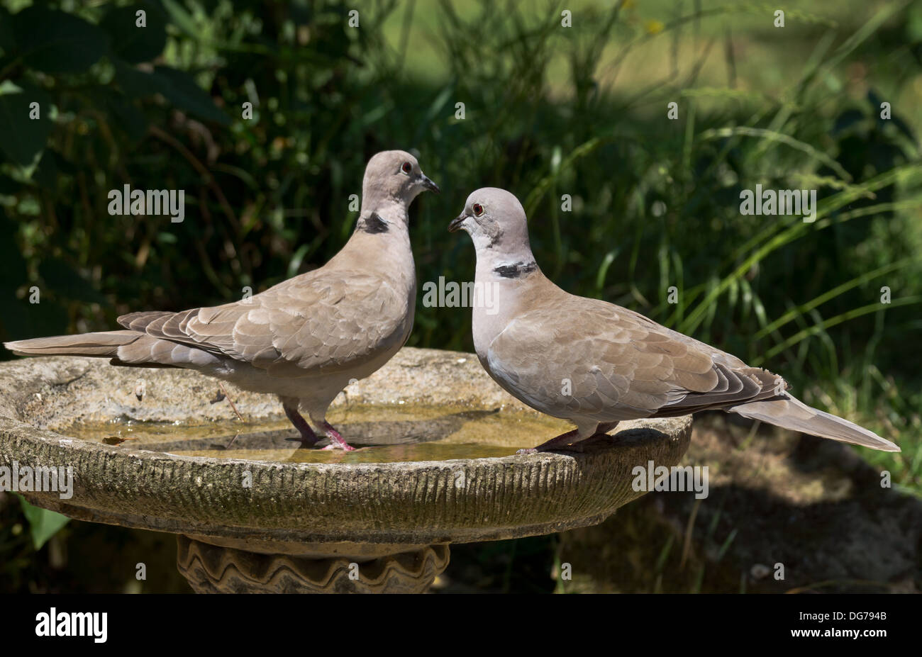 A pair of collard doves sat in a bird bath Streptopelia decaocto Stock ...