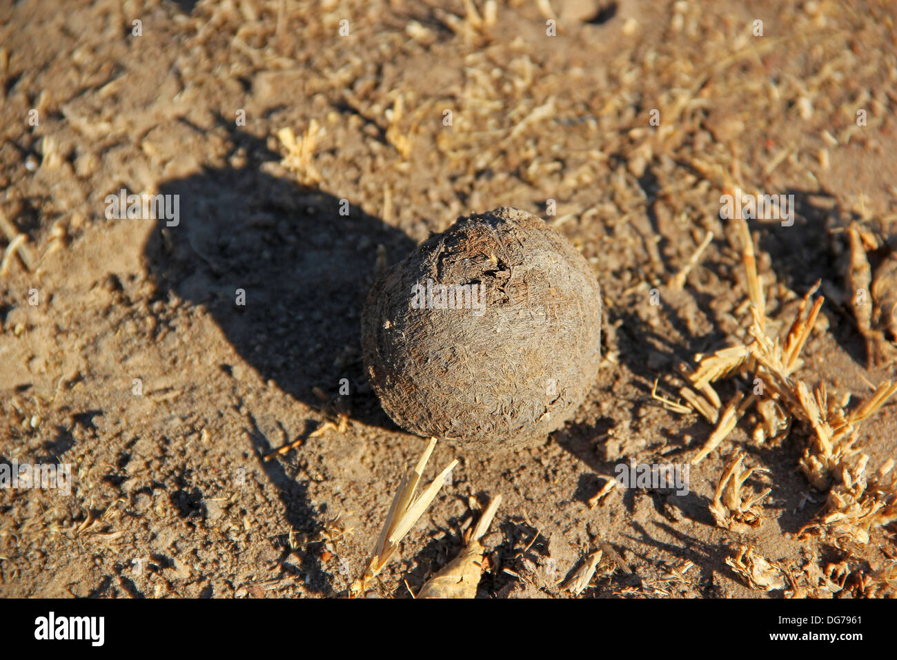Dung elephant dung hi-res stock photography and images - Alamy