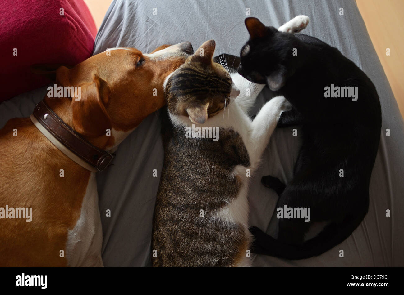 Dog sharing sofa with couple of cats Stock Photo - Alamy