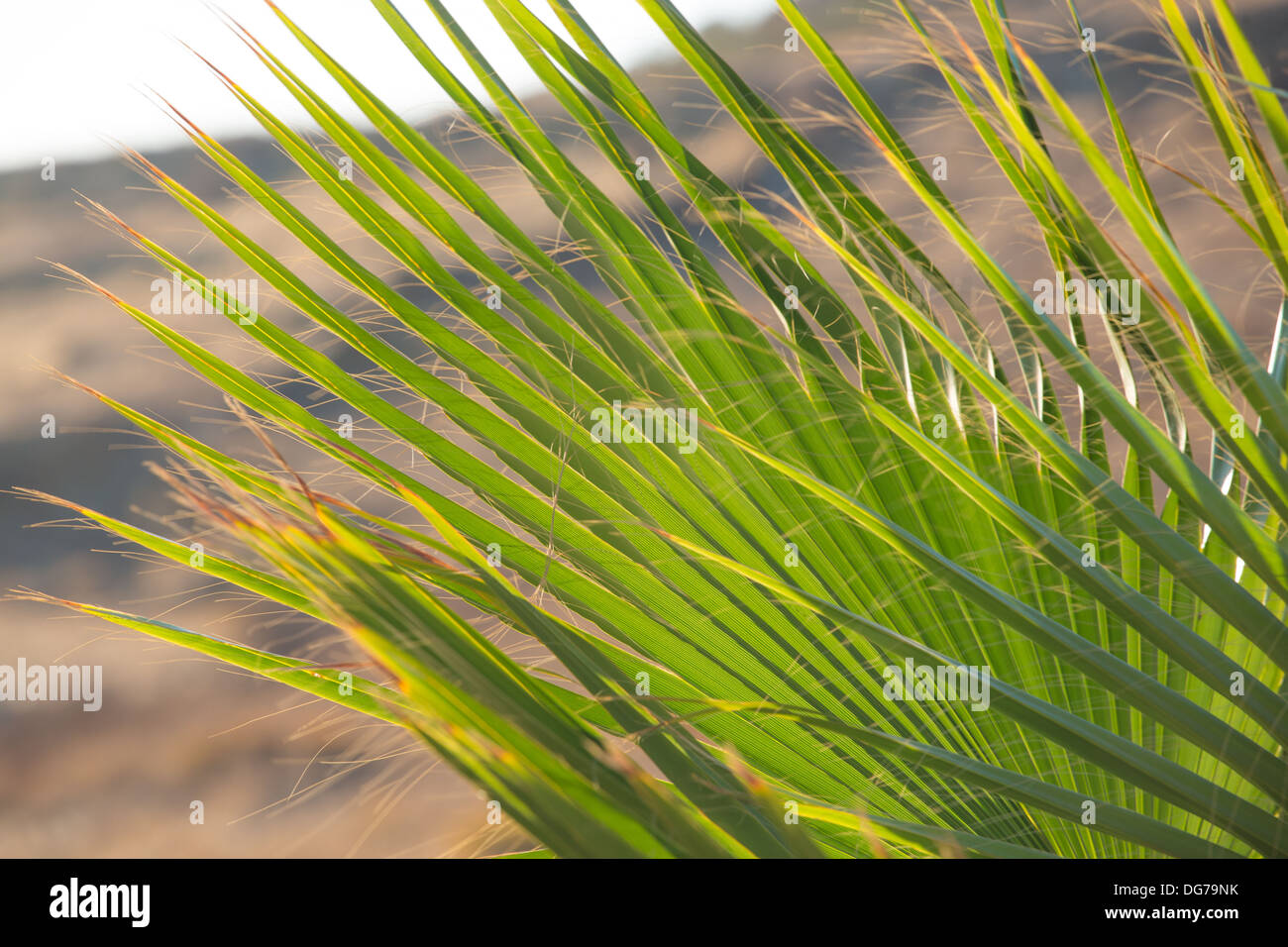 Close up of a greek plant . The nature in Greece is of great diversity ...