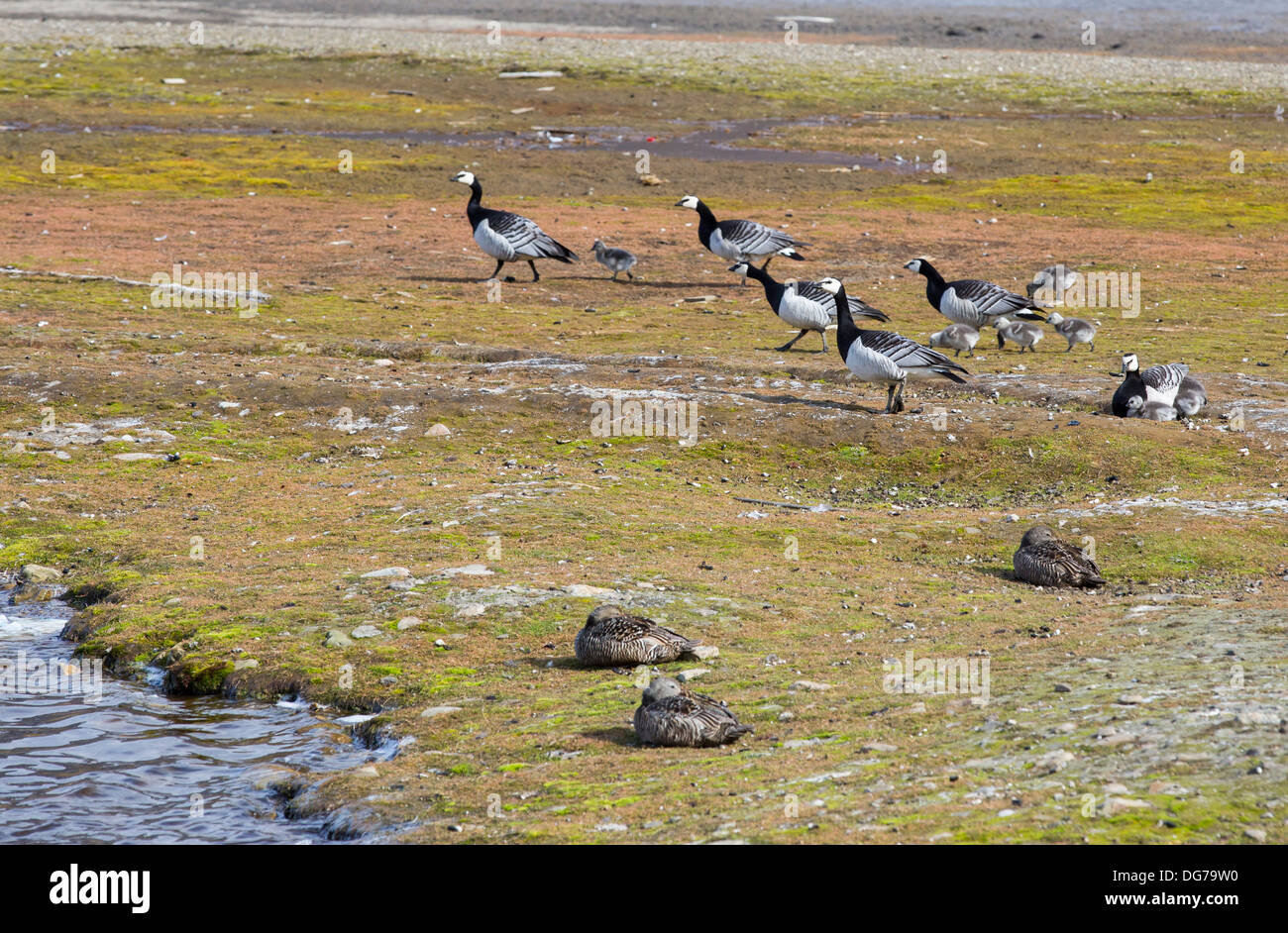 Eider Goose Stock Photos & Eider Goose Stock Images - Alamy