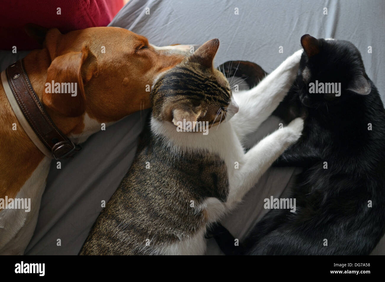 Dog sharing sofa with couple of cats Stock Photo - Alamy