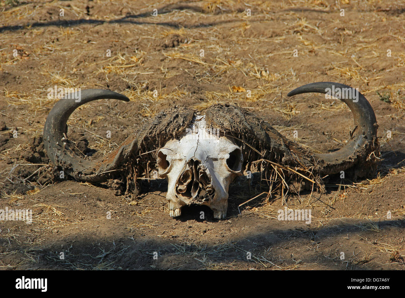 Buffalo Skull in Zambia Stock Photo - Alamy