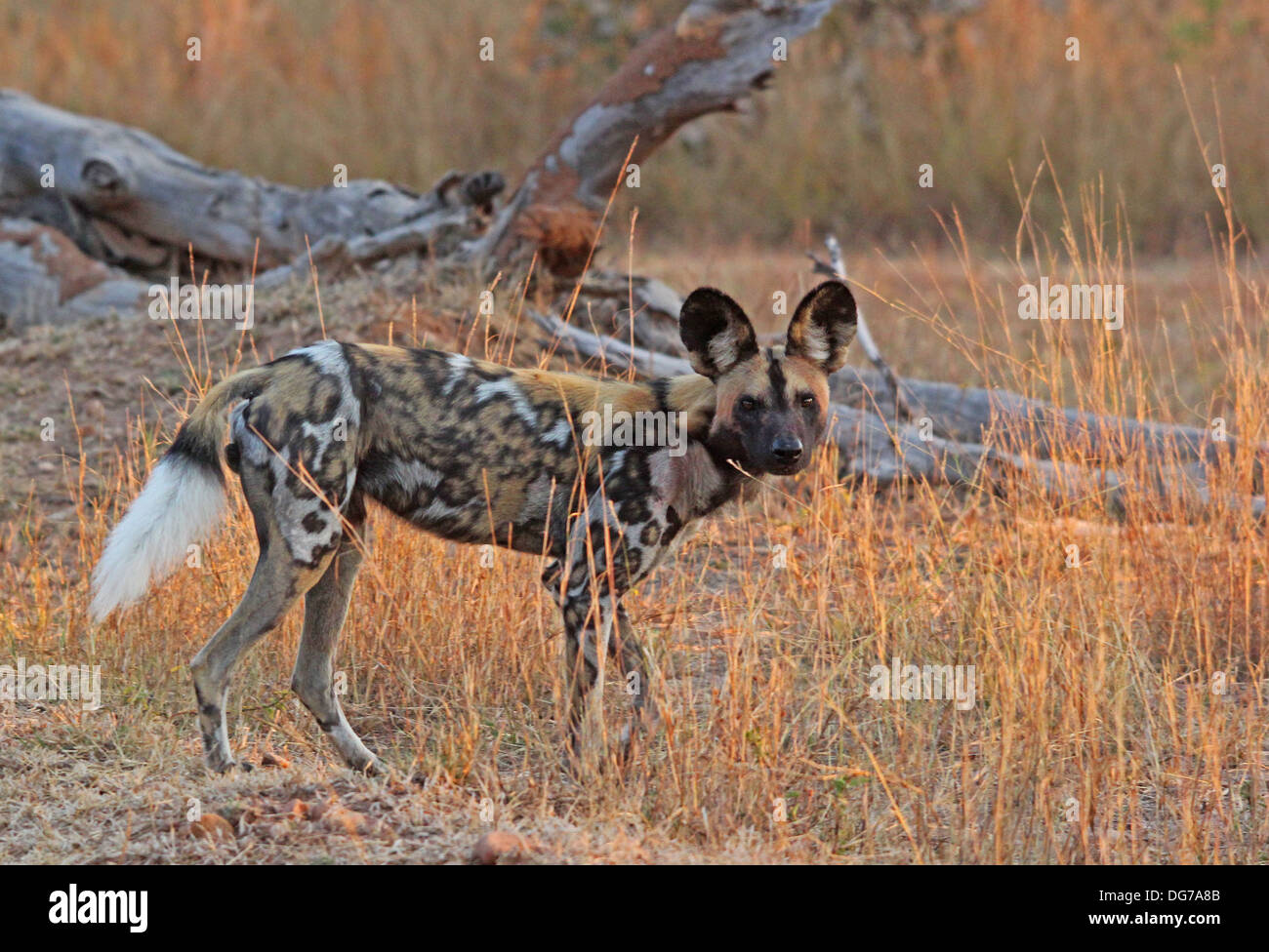 Wild Dog in Zambia Stock Photo - Alamy