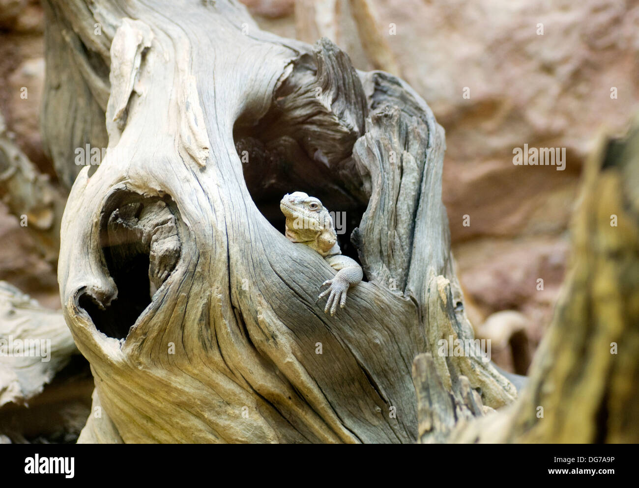 Western Chuckwalla Lizard Sauromalus obesus USA, Mexico North America ...