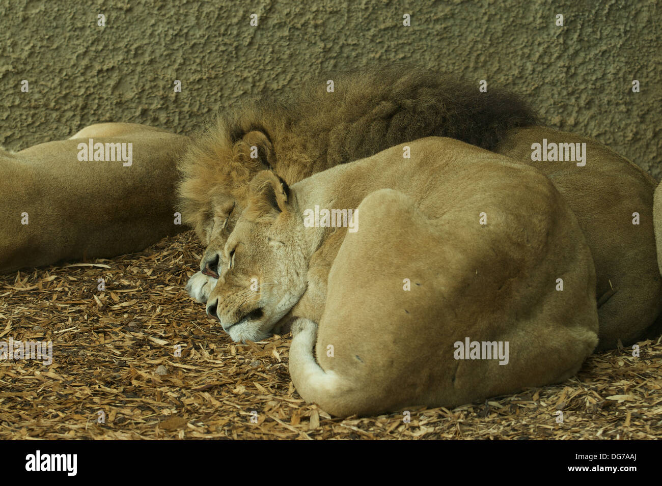 Lions napping together at Whipsnade Zoo, Luton, Bedfordshire Stock ...