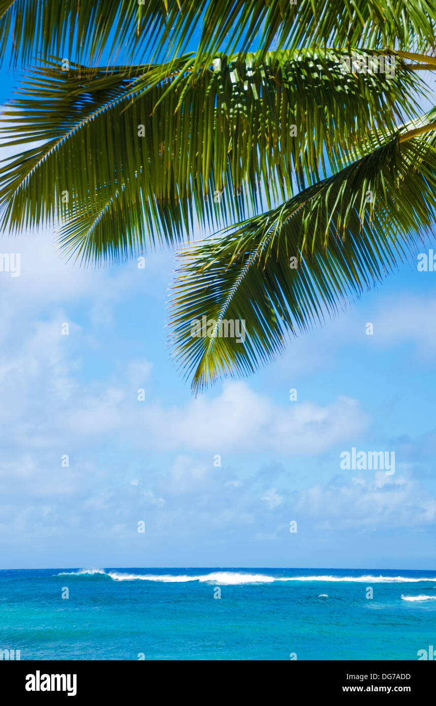 Palm leaves over Pacific ocean in sunny day on Poipu beach in Hawaii ...