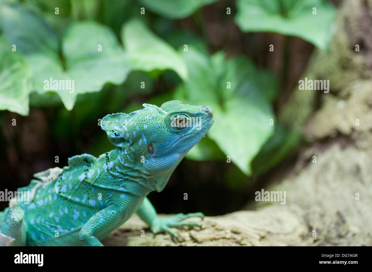 Plumed Basilisk Green Basilisk Basiliscus plumifrons Florescent blue ...
