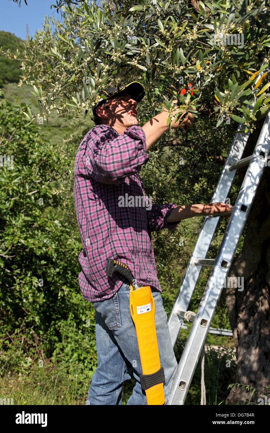 Pruning olive trees in the beginning of the summer: a worker using big ...