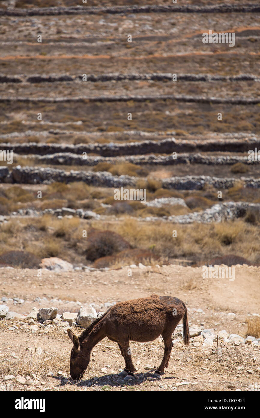 Mule Eating High Resolution Stock Photography and Images - Alamy