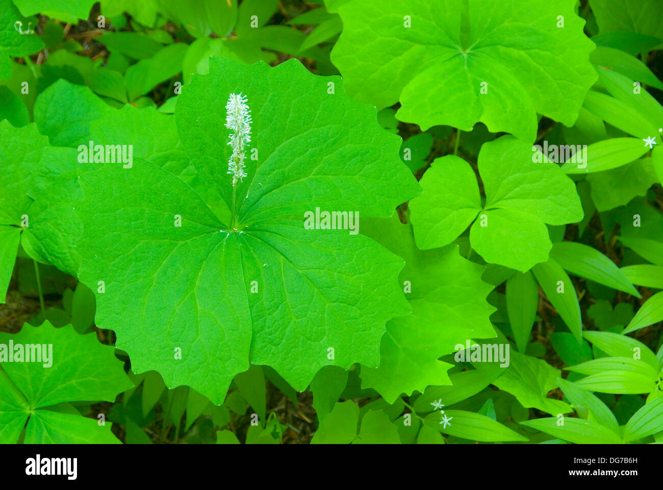 Vanilla leaf achlys triphylla hi-res stock photography and images - Alamy
