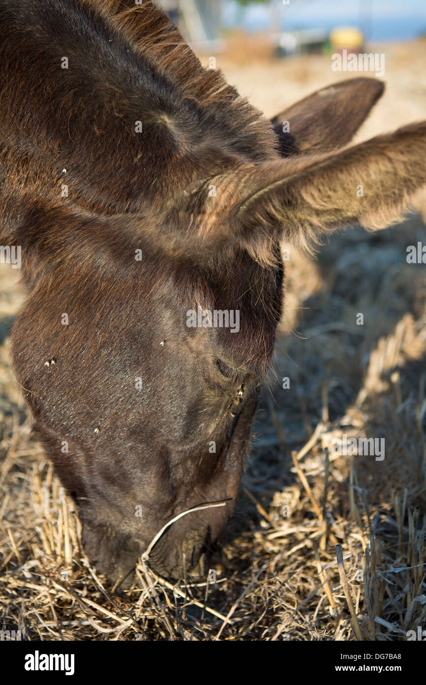 Saddle mule hi-res stock photography and images - Alamy