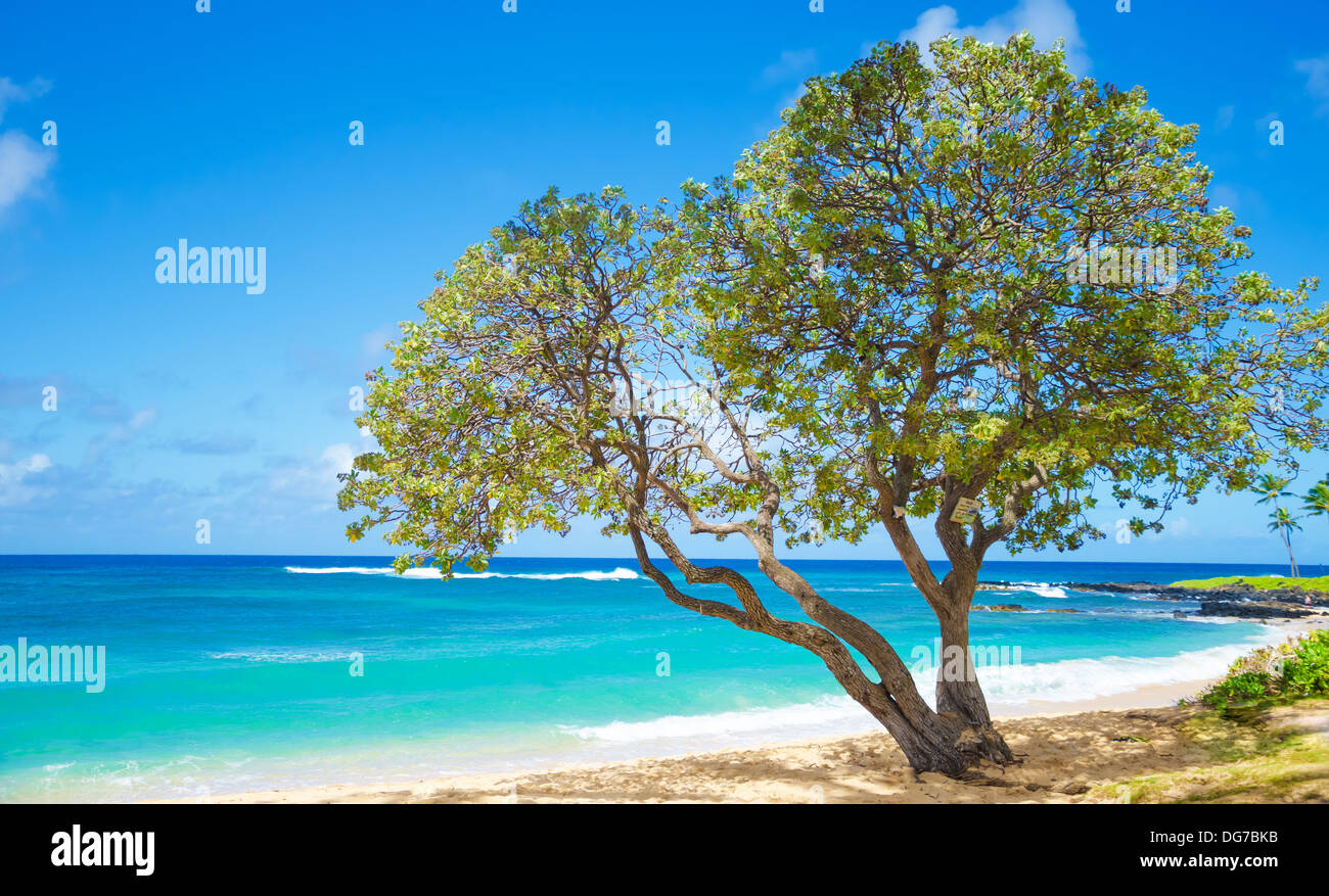 Beautiful Pacific Ocean's landscape in Hawaii, Kauai Stock Photo - Alamy