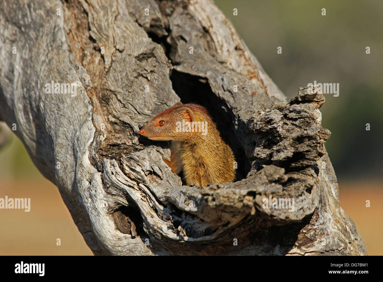 Tree in zambia hi-res stock photography and images - Alamy