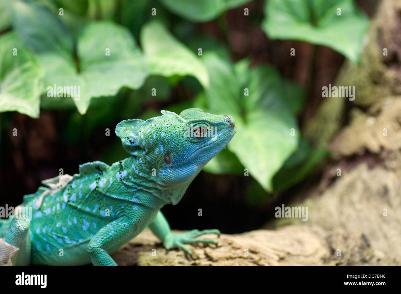 Blue Basilisk Lizard