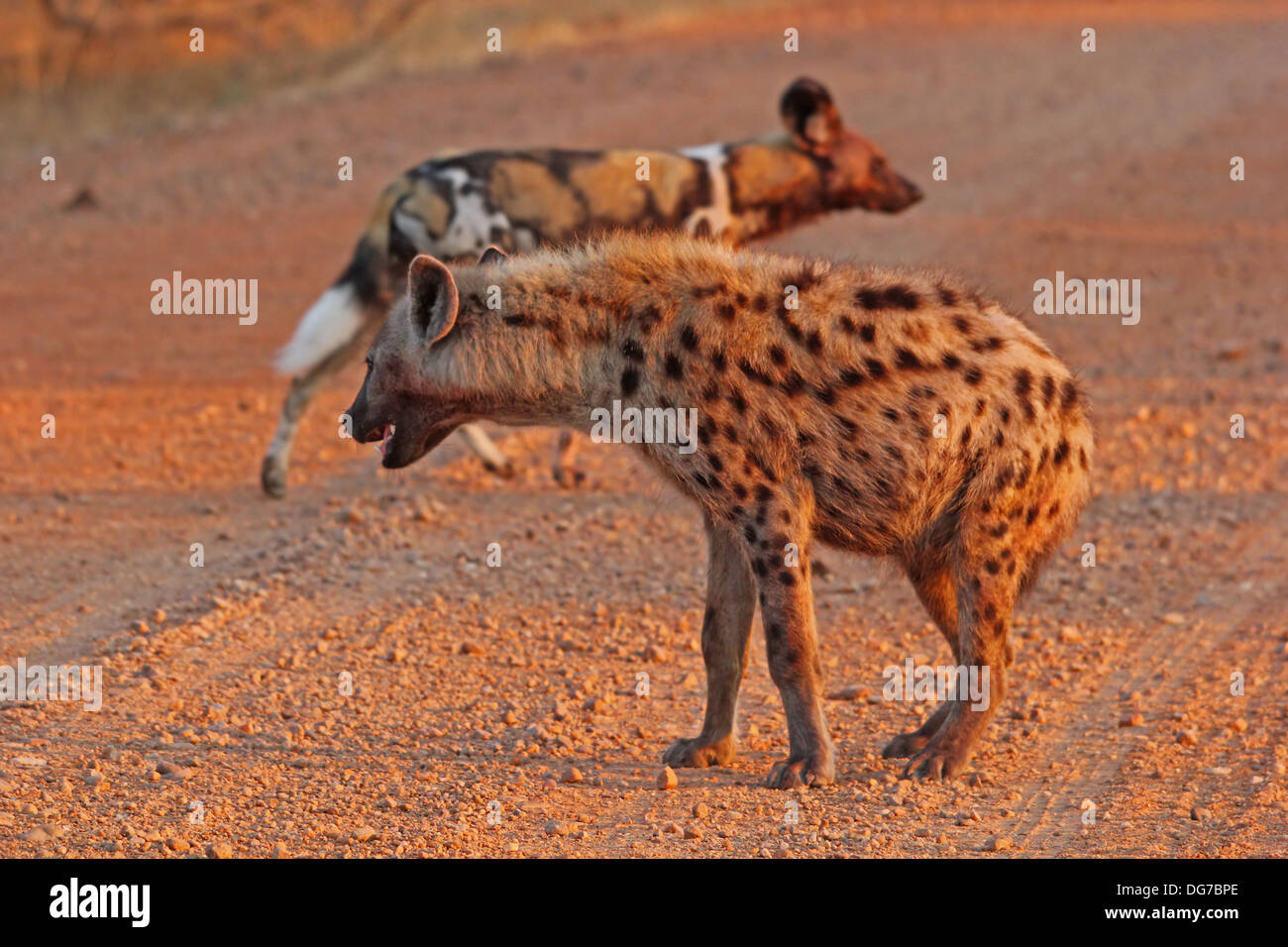 Hyena hunt hi-res stock photography and images - Alamy