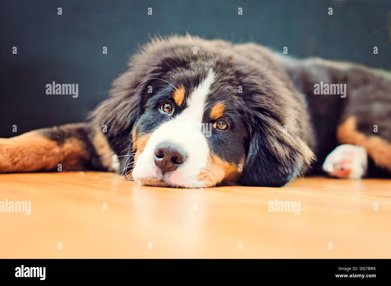Bernese mountain dog dog hi-res stock photography and images - Alamy