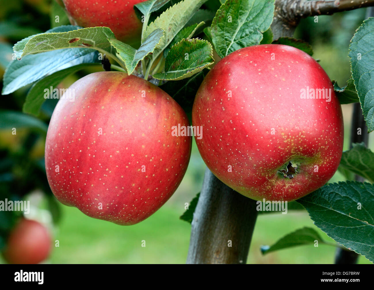 Apple 'Baxter's Pearmain', malus domestica, apples variety varieties ...