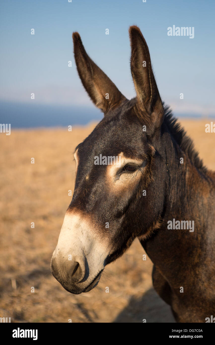 Close up from a mule's head, in the distance a glimpse of the beautiful ...