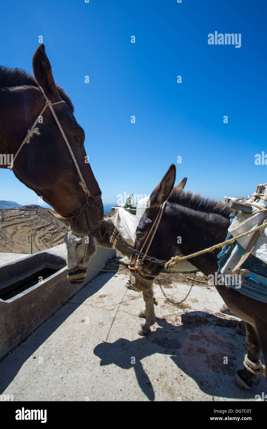 Working Mules High Resolution Stock Photography and Images - Alamy
