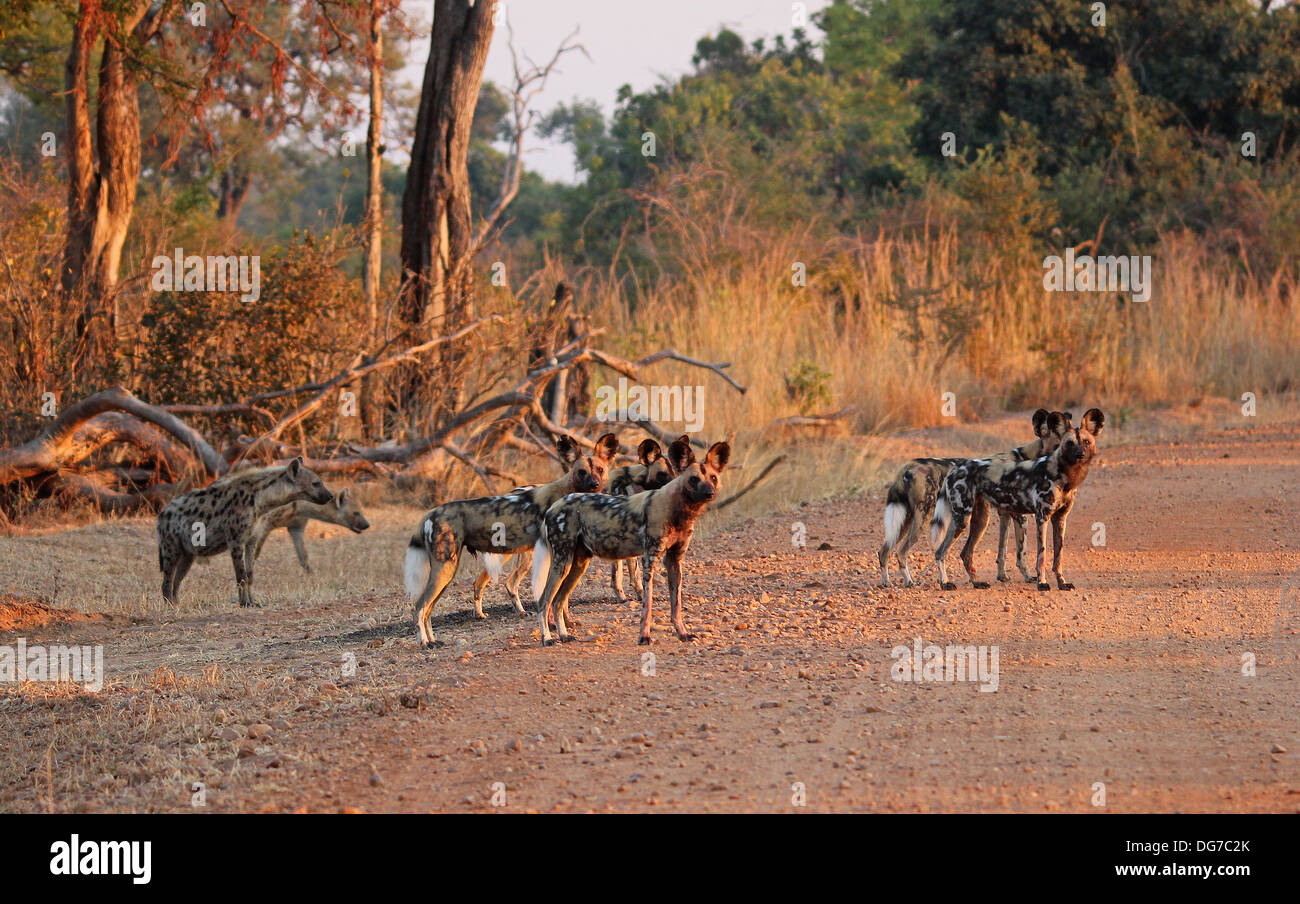 Hyena hunting hi-res stock photography and images - Alamy