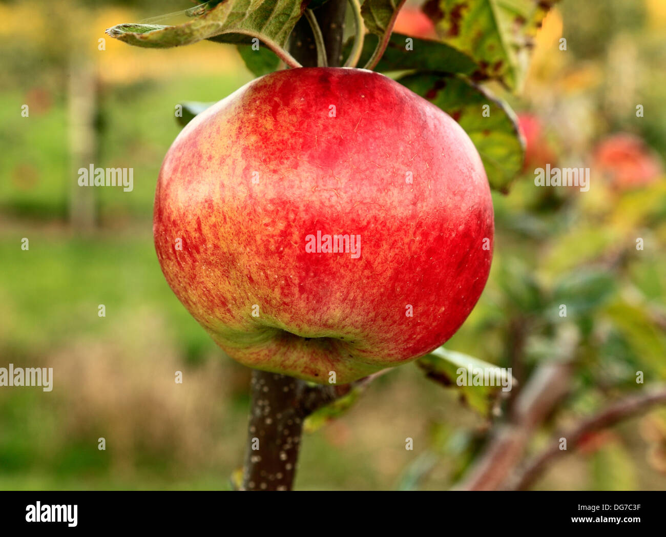 Apple 'Bushey Grove', malus domestica, apples variety varieties growing ...