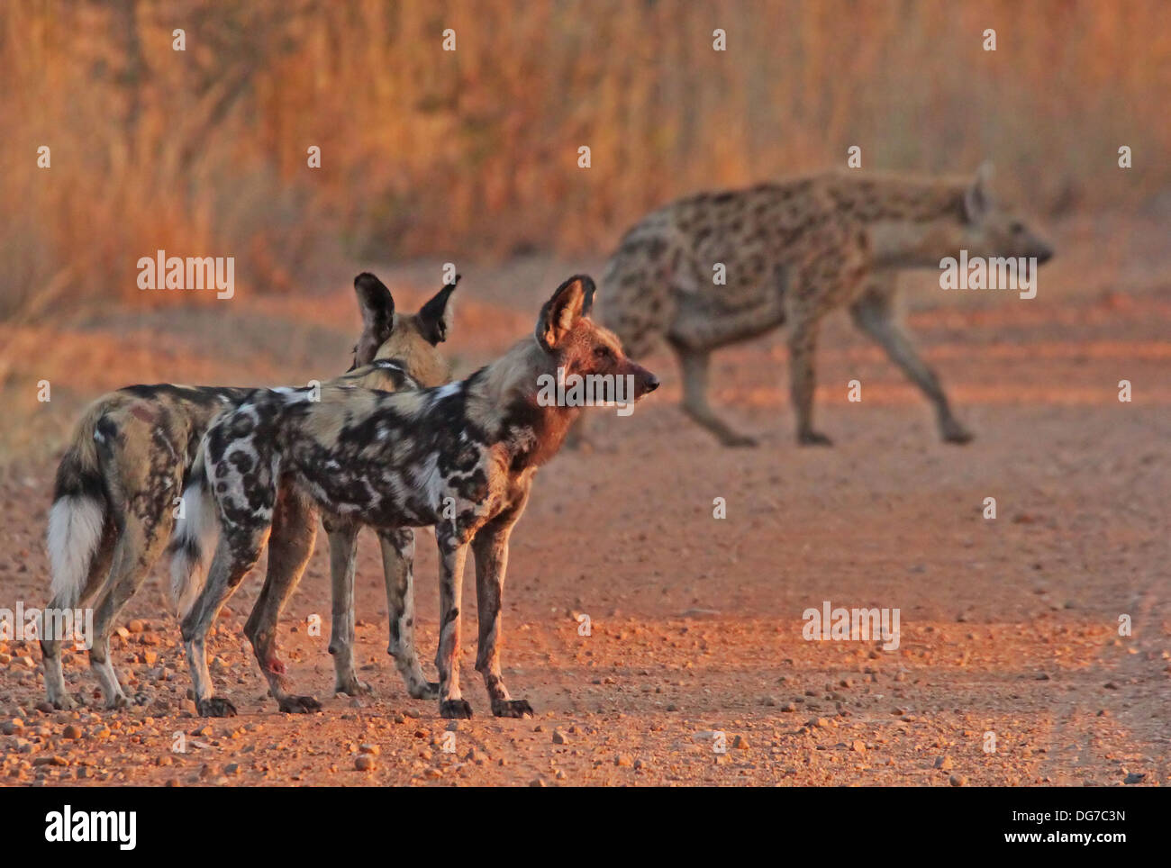 Hyena hunting Wild Dogs Stock Photo - Alamy