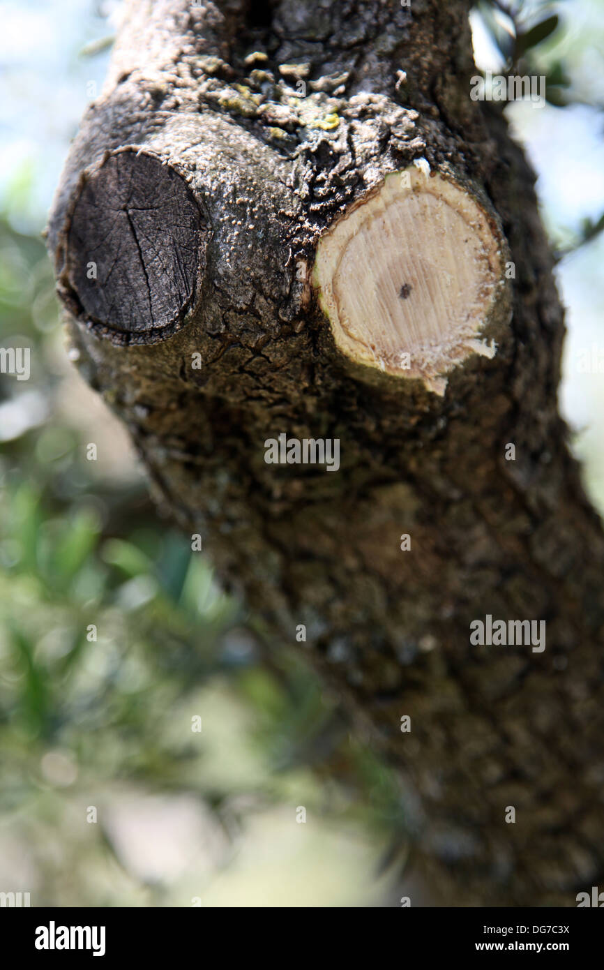 A freshly pruned olive tree Stock Photo - Alamy