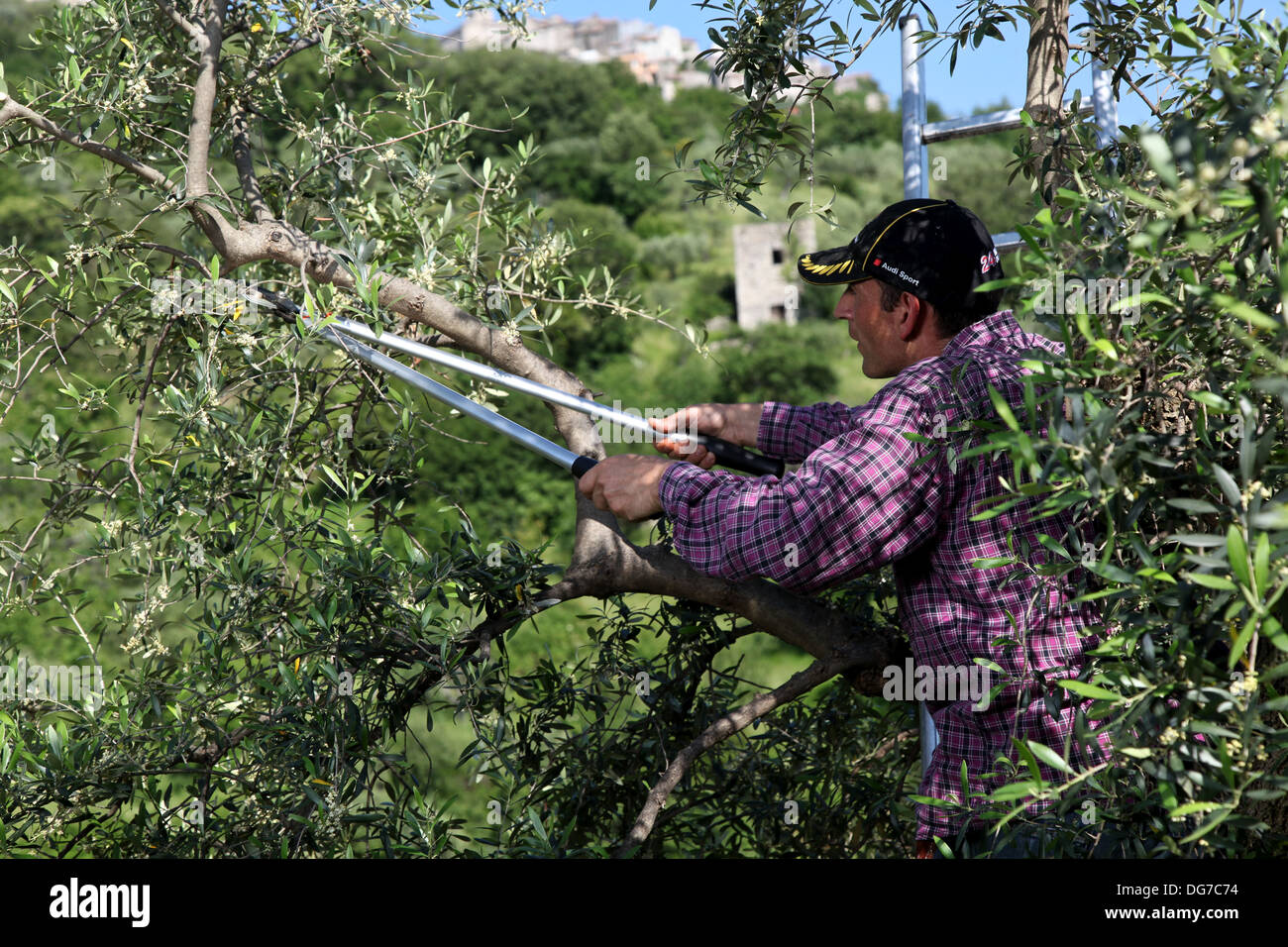 Pruning olive trees in the beginning of the summer: a worker using big ...