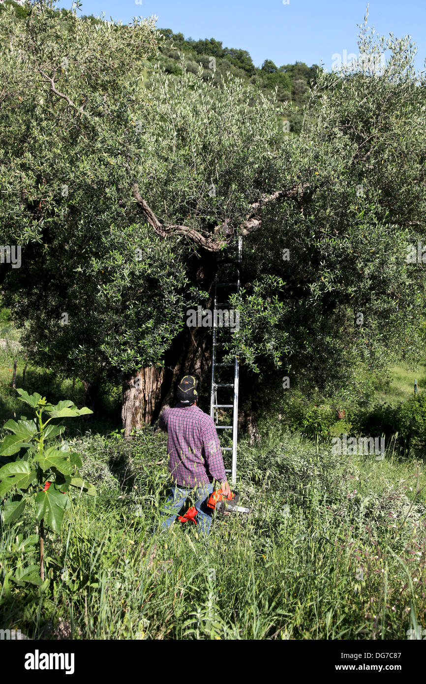 Pruning olive trees in the beginning of the summer: a worker stands ...