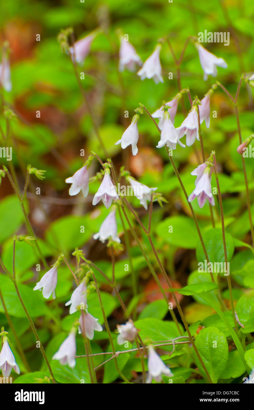 The overlander trail hi-res stock photography and images - Alamy