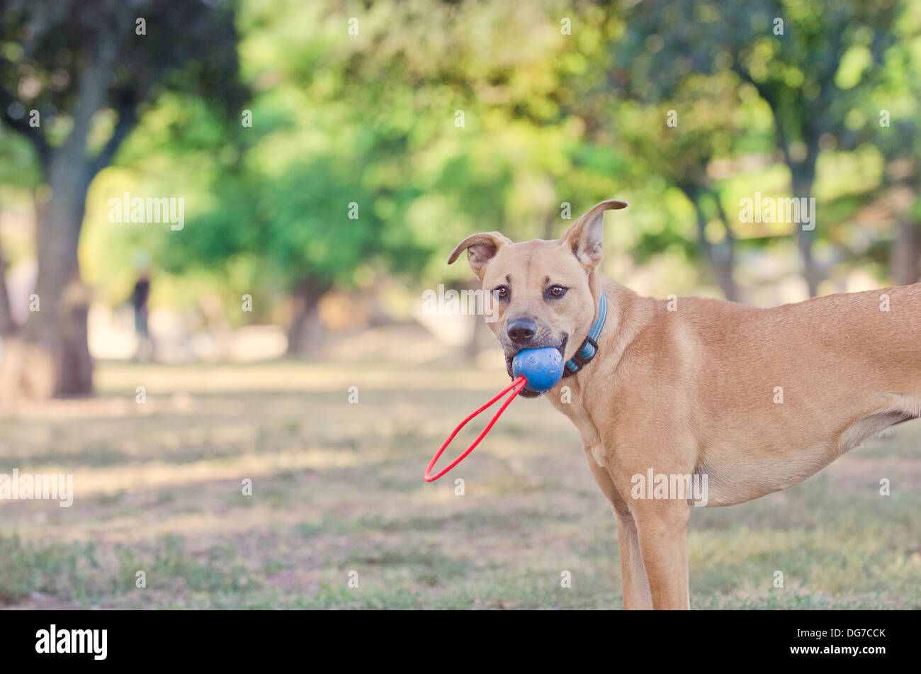 Dog play toy hi-res stock photography and images - Alamy