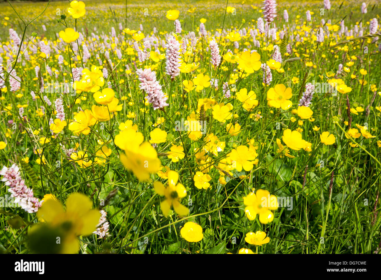 Water Bistort, Buttercups, clover and other wild flowers growing in a ...