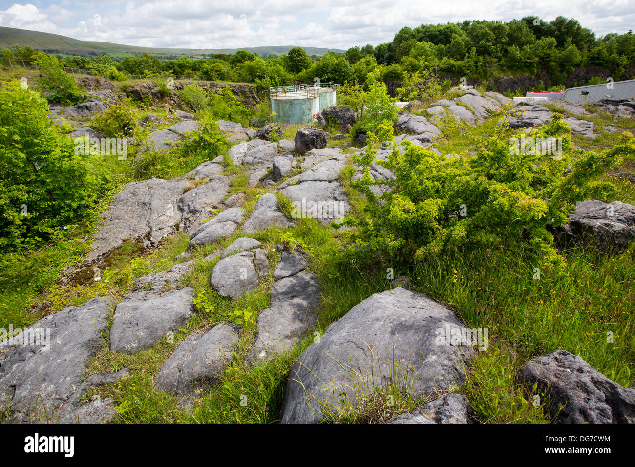 Roche Moutonnee, glacially smoothed limestone rocks in Salthill quarry ...