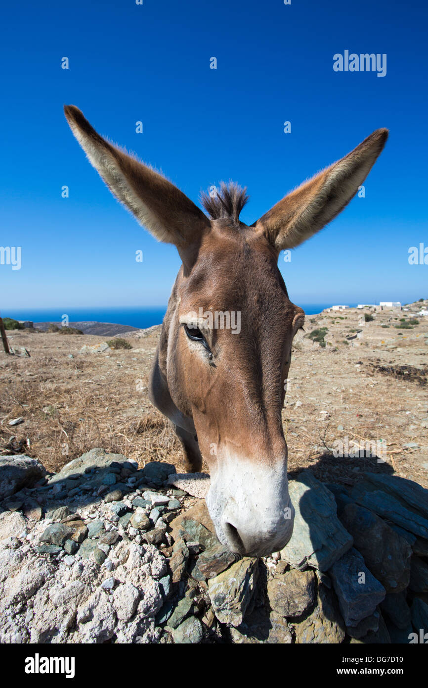 Saddle mule hi-res stock photography and images - Alamy