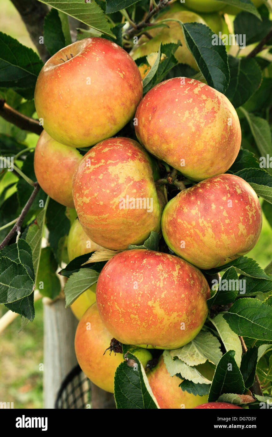 Apple 'Fairy Queen', malus domestica apples variety varieties growing ...