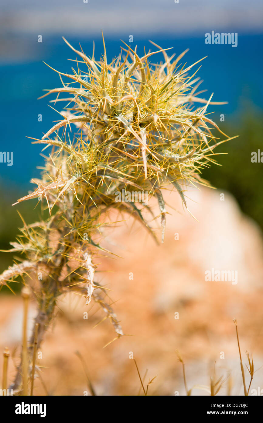 Close up of a greek plant . The nature in Greece is of great diversity ...