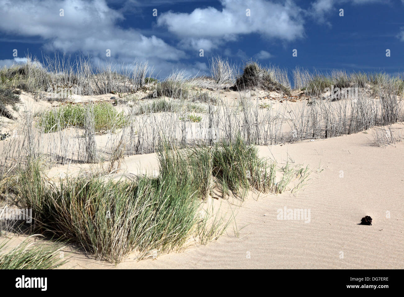Weeds on beach hi-res stock photography and images - Alamy