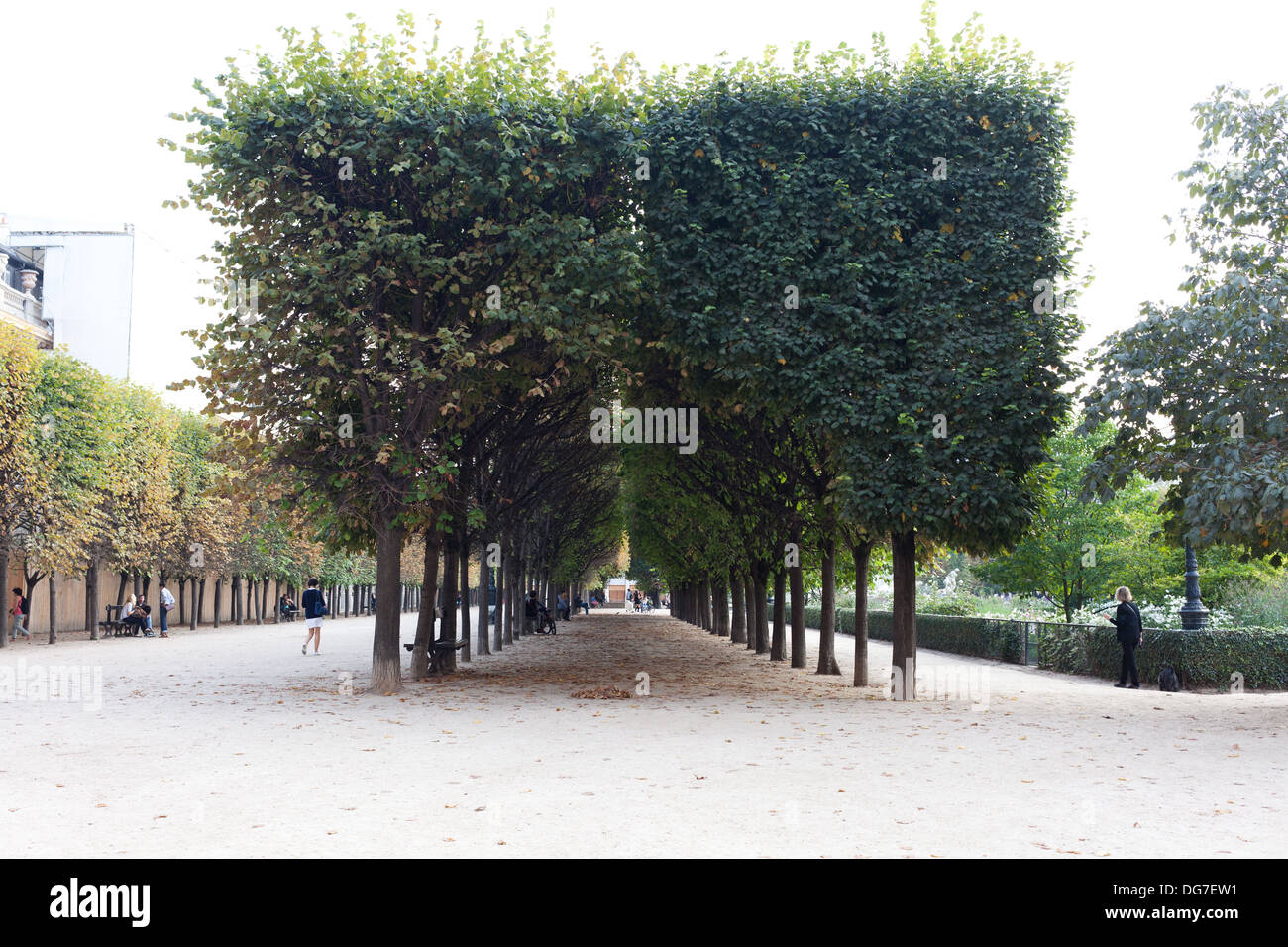 Beautiful trees in a park Stock Photo - Alamy