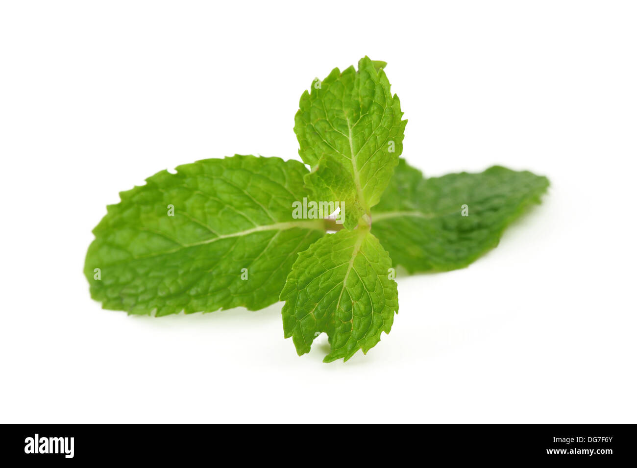 Peppermints isolated hi-res stock photography and images - Alamy
